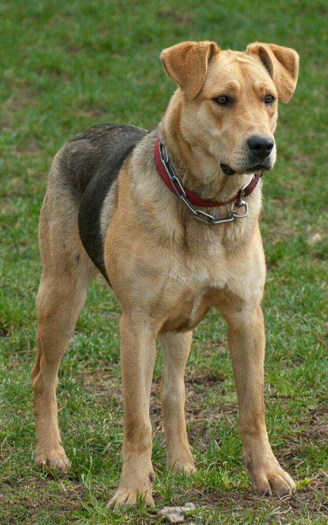 NZ Huntaway Dog Breed Guide: History, Temperament, Training, and Care