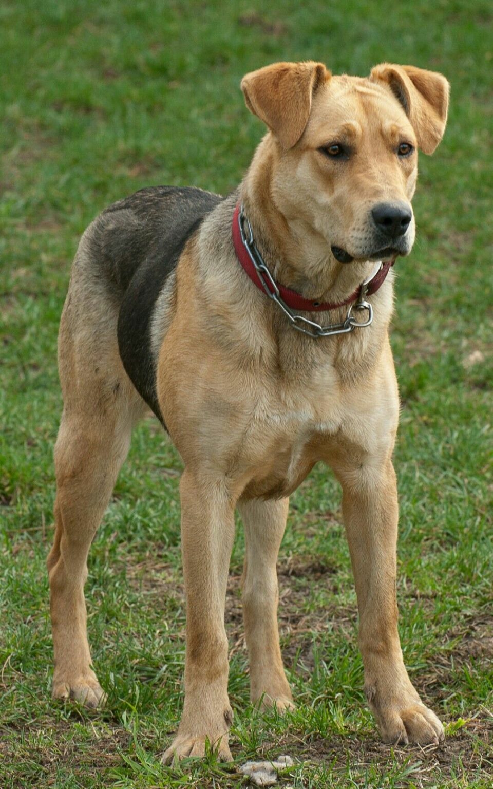 NZ Huntaway Dog Breed Guide: History, Temperament, Training, and Care