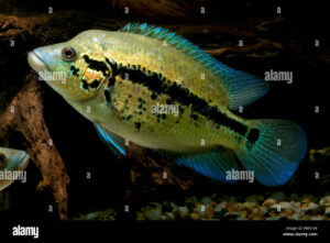 Parachromis Dovii (Wolf Cichlid): A Comprehensive Guide to Care, Tank ...