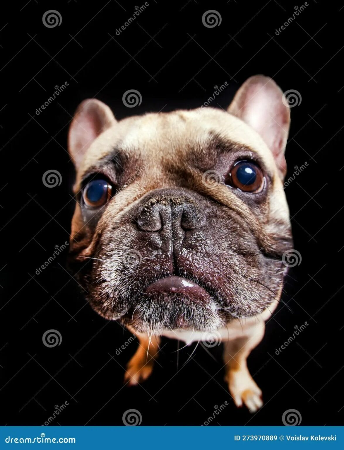 Parisian Ratters: The Forgotten History of the French Bulldog's Ancestry