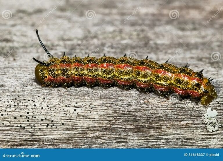 Pink-Striped Oakworm Moth: A Complete Guide to Identification, Life ...
