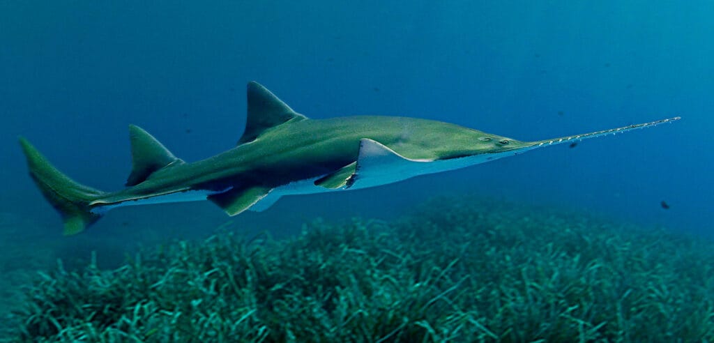 Sawfishes (Pristiformes): The Critically Endangered Saw of the Sea