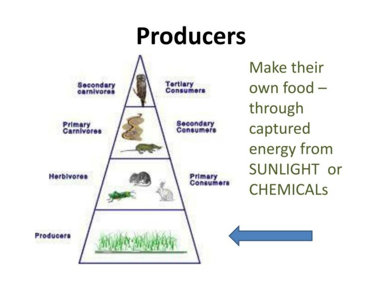 The Vital Role of Producers in Ecosystems: The Foundation of Life on Earth