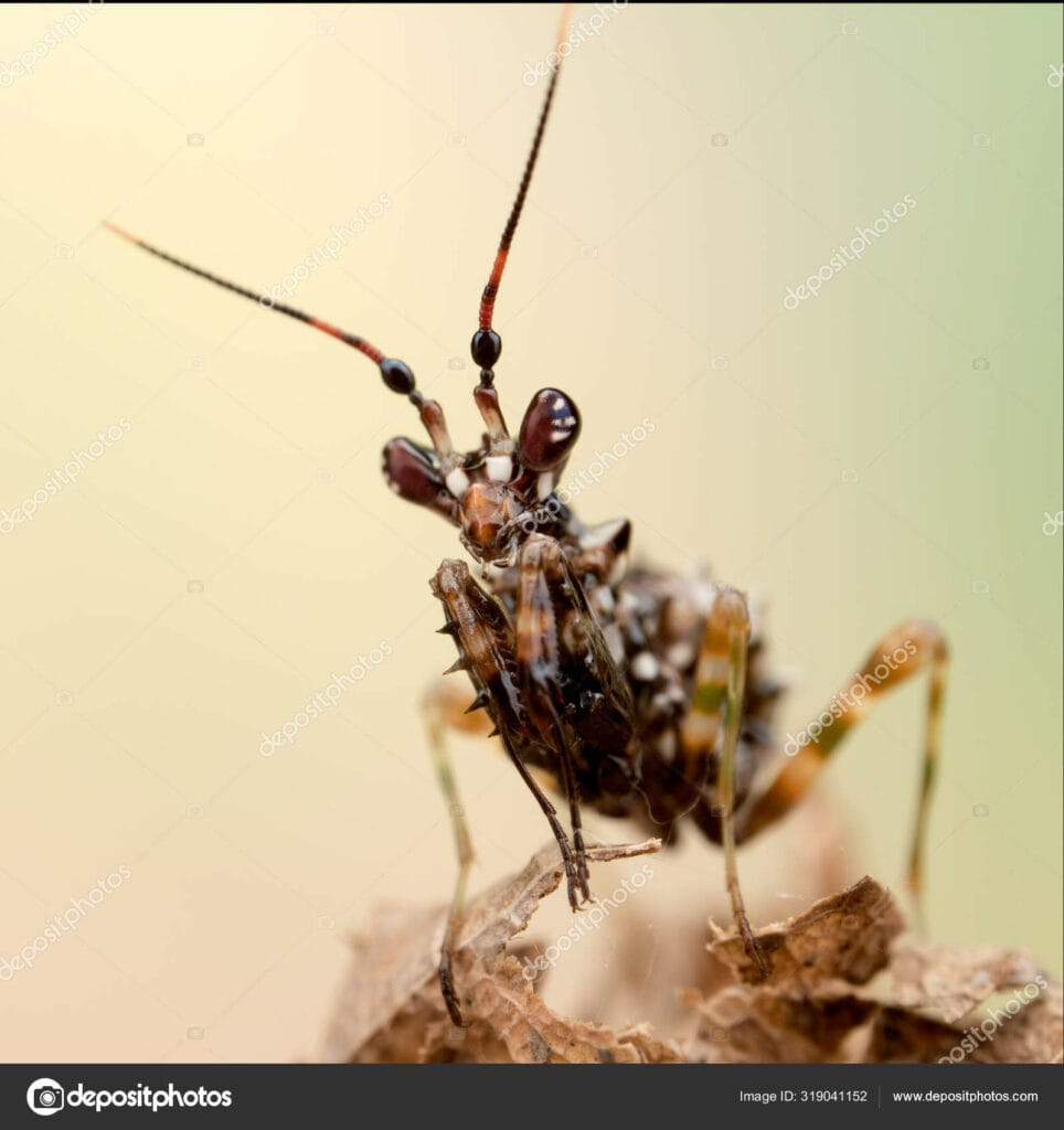 Spiny Flower Mantis (Pseudocreobotra wahlbergi): A Complete Care and ...
