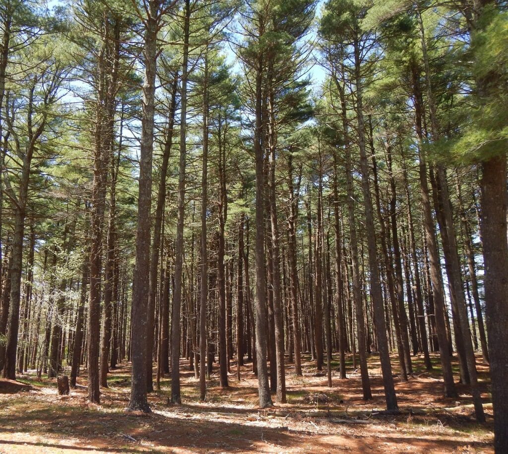 Discover Long Island's Hidden Gem: Hiking and History at Rocky Point ...