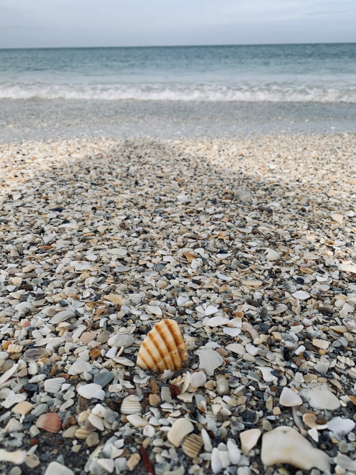 Sally Sold Seashells by the Seashore: Unraveling the Rhyme's History ...
