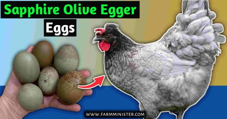 Sapphire Olive Egger Chickens: A Complete Guide to Their Care, Eggs, and Unique Traits