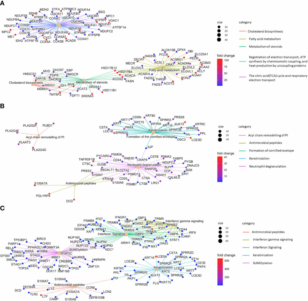 Scrotal Sebaceous Cysts: A Guide to Causes, Symptoms, and Treatment