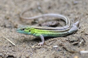 Six-Lined Racerunner: A Complete Guide to Their Identification, Habitat ...