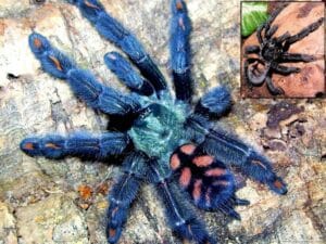 Venezuelan Suntiger Spider (Psalmopoeus Irminia): Care, Habitat & Facts