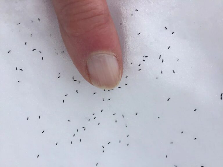 Unmasking the Dirt Imposters: A Guide to Tiny Bugs That Look Like ...