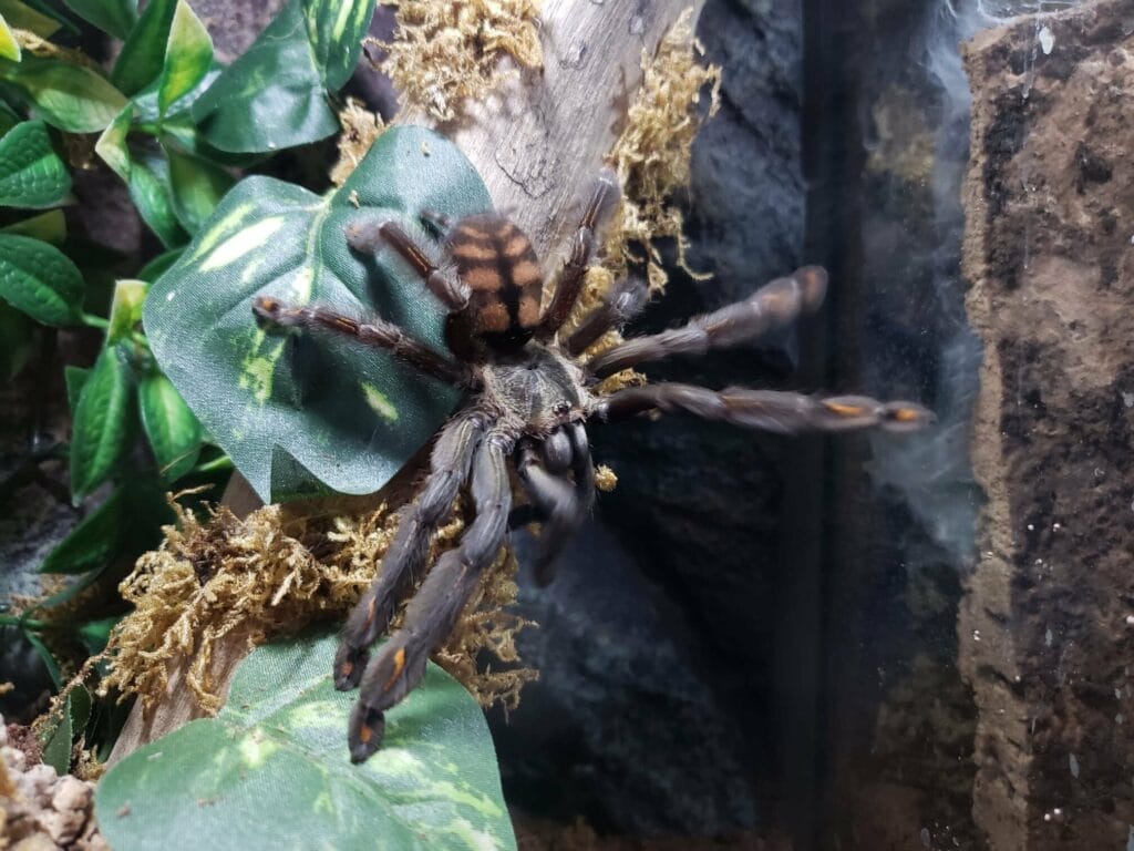 Venezuelan Suntiger Tarantula: A Complete Care and Keeping Guide