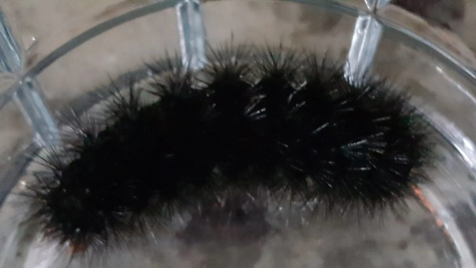 What Do Woolly Bear Caterpillars Turn Into? The Surprising Transformation