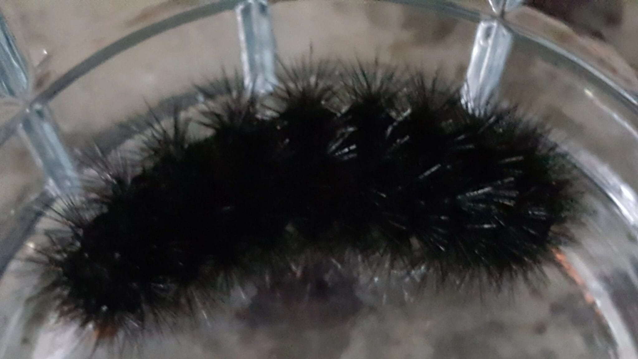 What Do Woolly Bear Caterpillars Turn Into? The Surprising Transformation