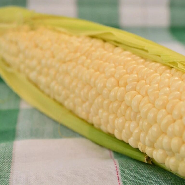 What is Shoepeg Corn? Everything You Need to Know About This Heirloom ...