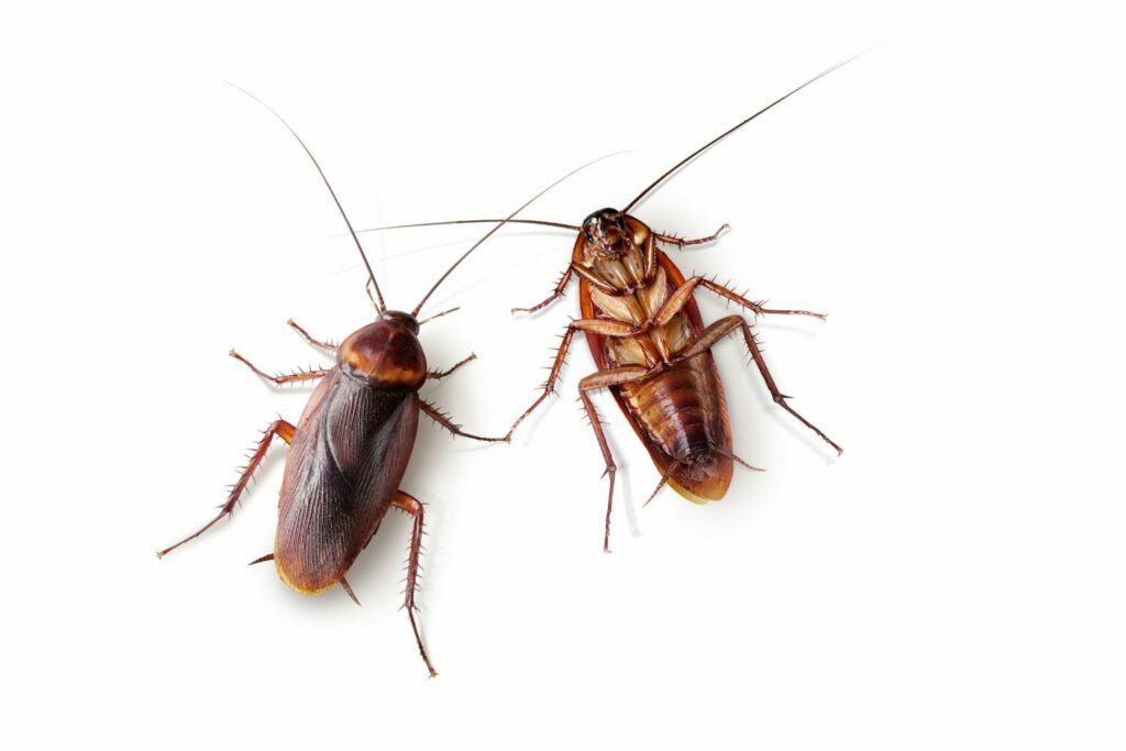 Which Scents Send Roaches Scurrying: A Comprehensive Guide to Natural ...