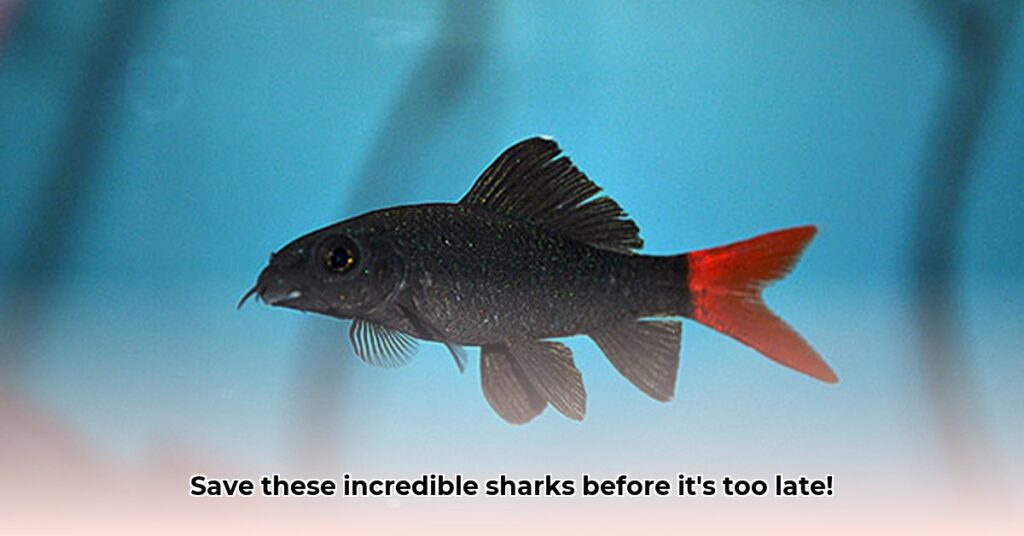 Save Endangered Black & Red Sharks: Complete Guide