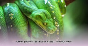 Save Green Pythons Now: Urgent Conservation Strategies