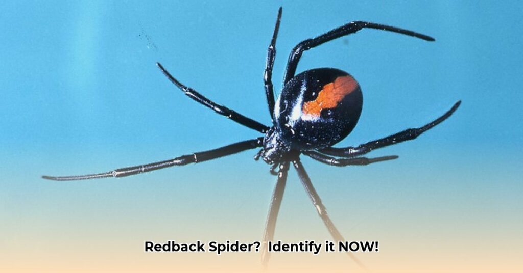 Identify Black Spider with Red Back: Complete Guide