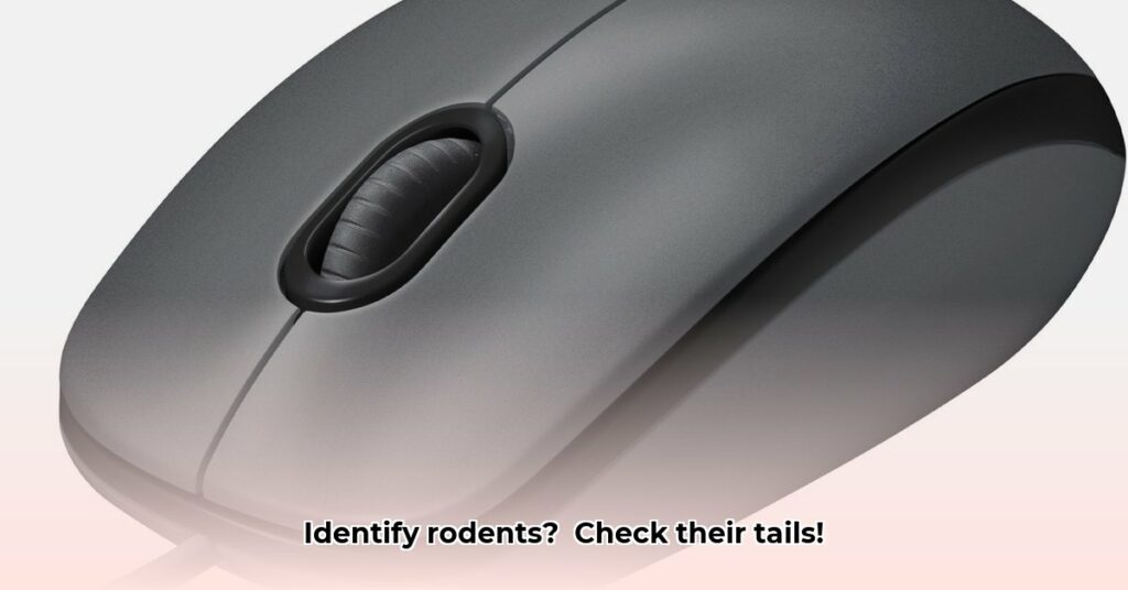 Identify Rodents Quickly: Mouse Tail Guide